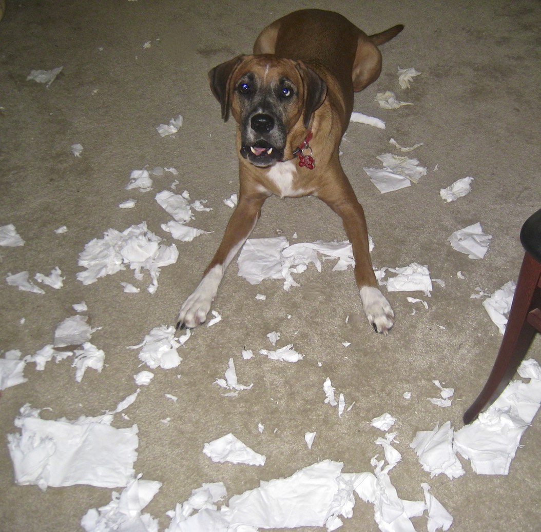 Goodbye, Old Friend | from the Bartolini kitchens